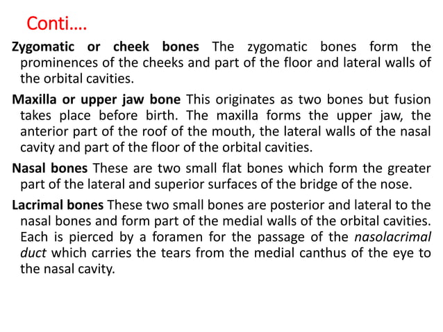 SKELETAL system- axial.ppt