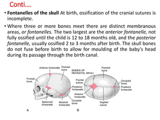 SKELETAL system- axial.ppt