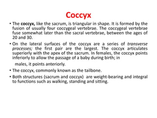 SKELETAL system- axial.ppt