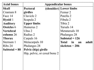 SKELETAL system- axial.ppt
