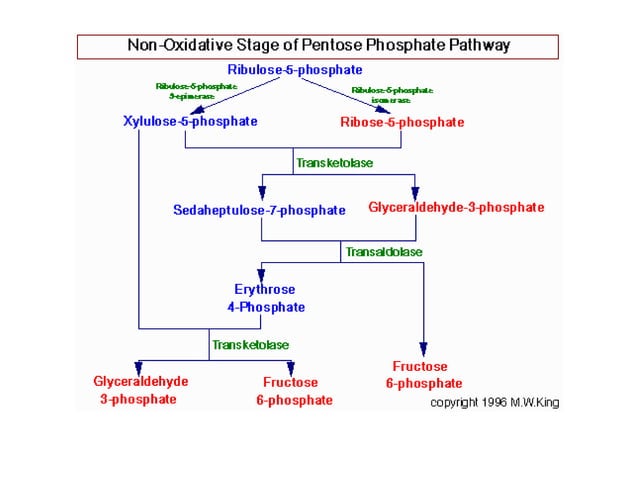9.Tricarboxylic acid cycle, Pentose phosphate pathway and Blood sugar ...