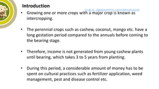Intercropping in Cashew Orchards | PPTX