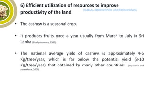 Intercropping in Cashew Orchards | PPTX