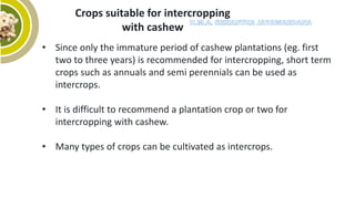 Intercropping in Cashew Orchards | PPTX