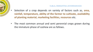 Intercropping in Cashew Orchards | PPTX
