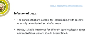 Intercropping in Cashew Orchards | PPTX