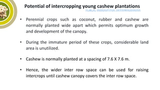Intercropping in Cashew Orchards | PPTX