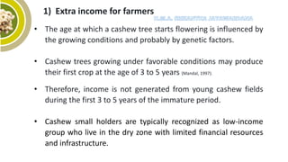 Intercropping in Cashew Orchards | PPTX