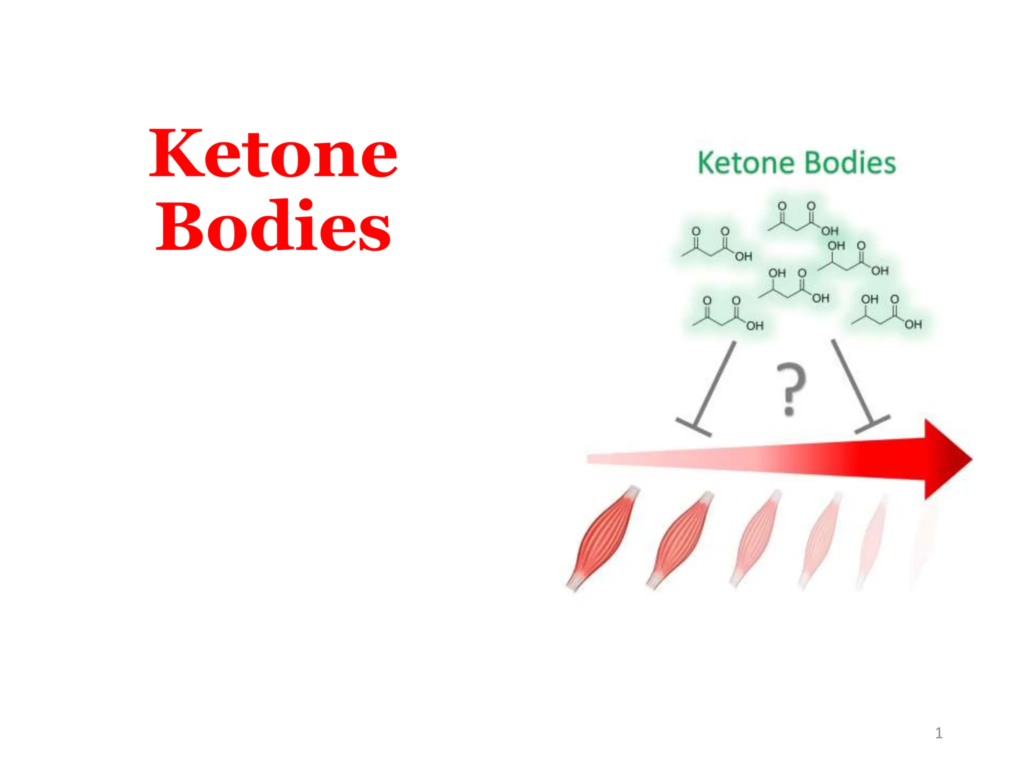 Ketone Bodies.pptx