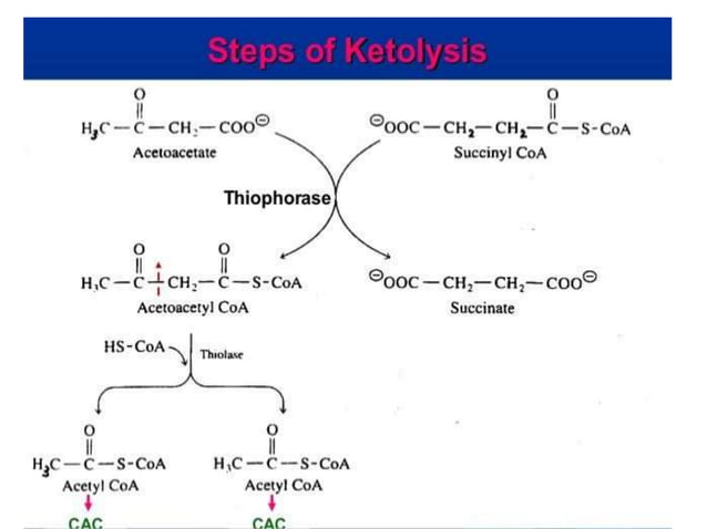 Ketone Bodies.pptx | Chemistry | Science