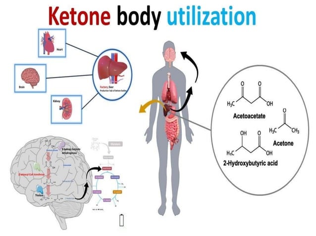 Ketone Bodies.pptx | Chemistry | Science