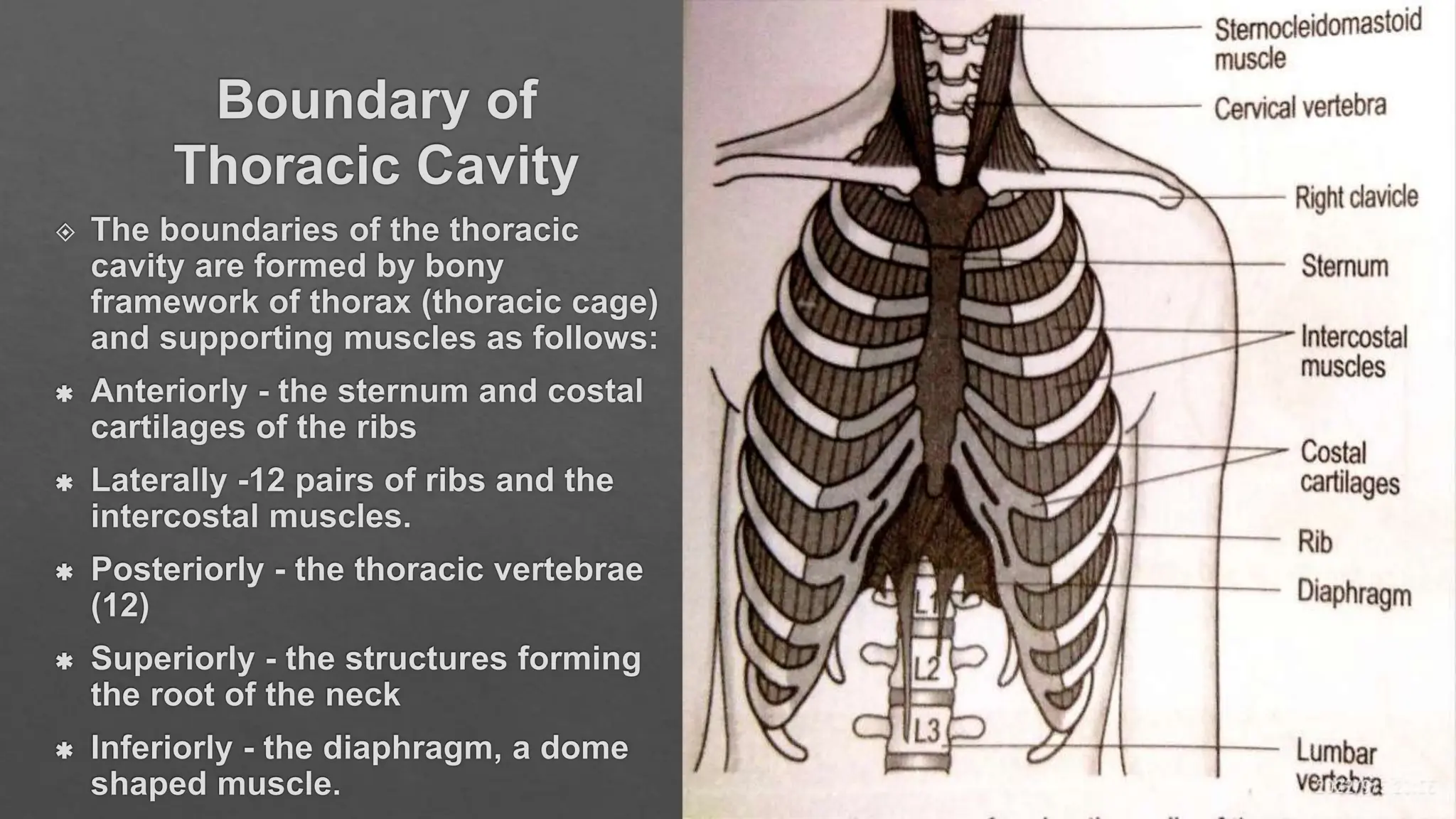 Body Cavities 11111234564656456456 .pptx