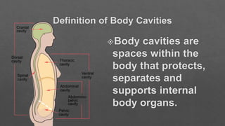 Body Cavities 11111234564656456456 .pptx