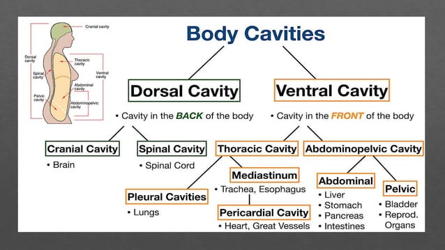 Body Cavities 11111234564656456456 .pptx
