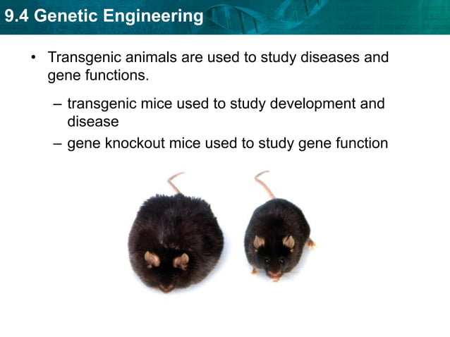 Genetic Engineering.ppt and application of genetics | PPT | Genetics ...