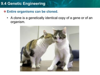Genetic Engineering.ppt and application of genetics | PPT | Genetics ...