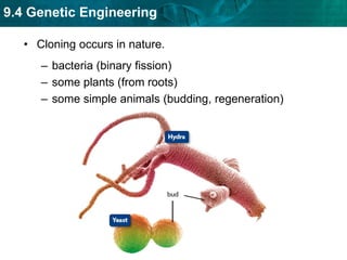 Genetic Engineering.ppt and application of genetics | PPT | Genetics ...