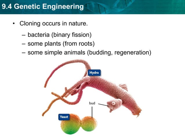 Genetic Engineering.ppt and application of genetics | PPT | Genetics ...