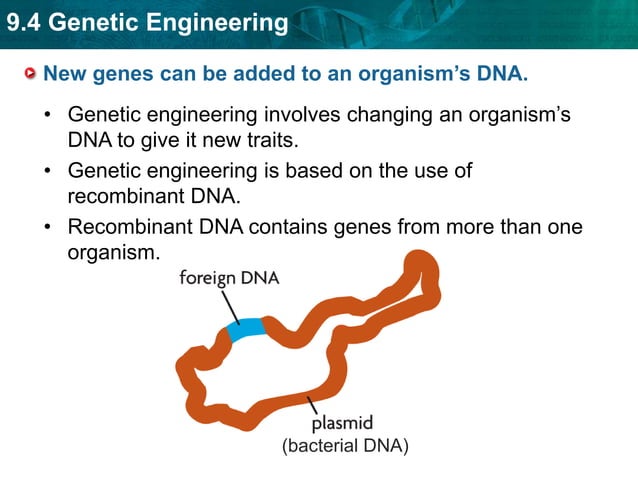 Genetic Engineering.ppt and application of genetics | PPT | Genetics ...