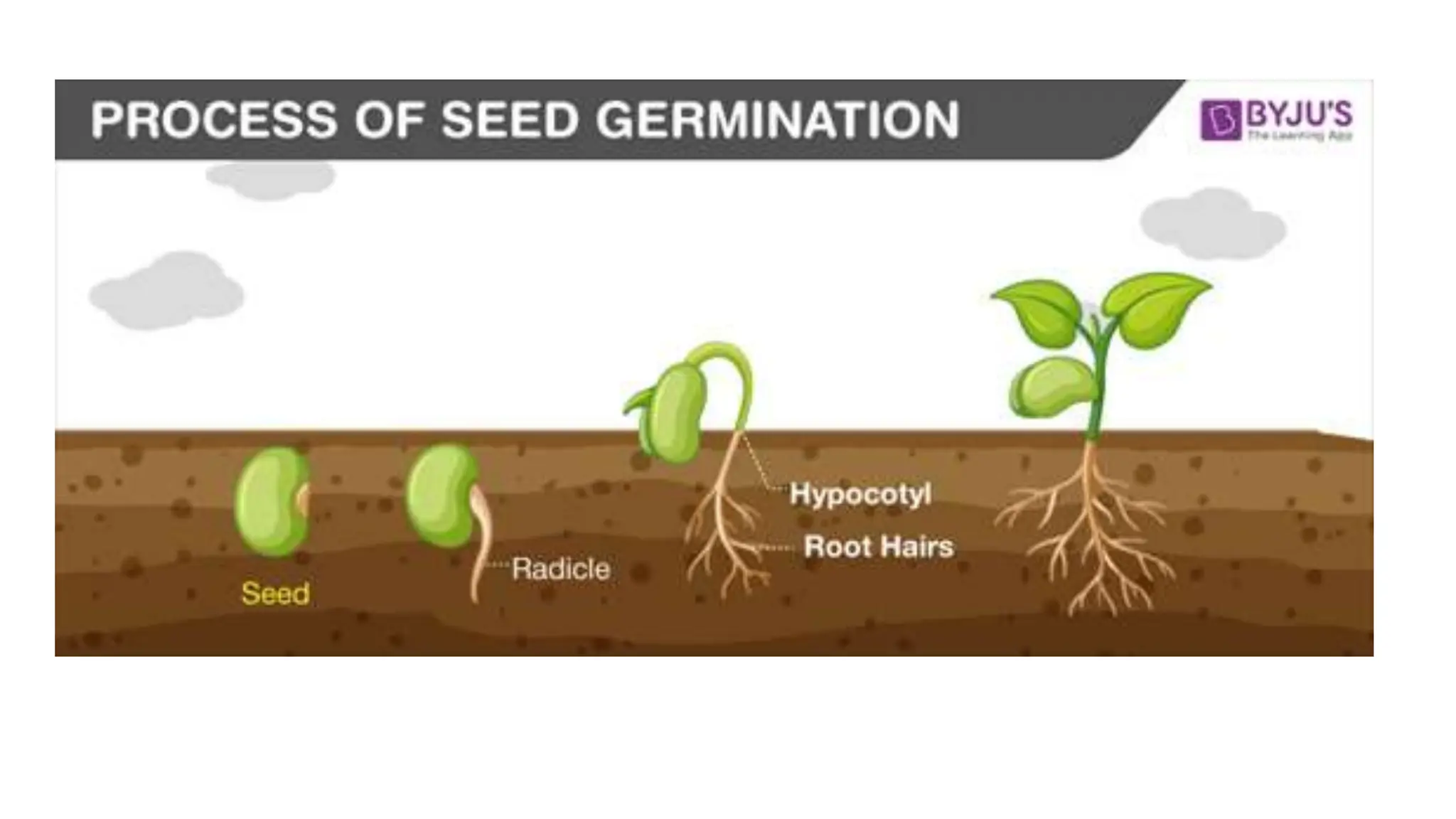9.Seed, Classes of seed and Seed germination.pptx
