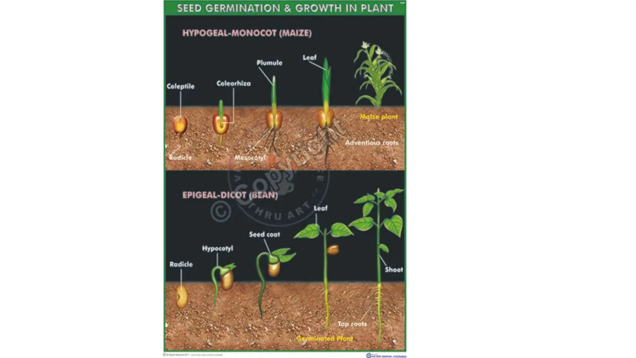 9.Seed, Classes of seed and Seed germination.pptx