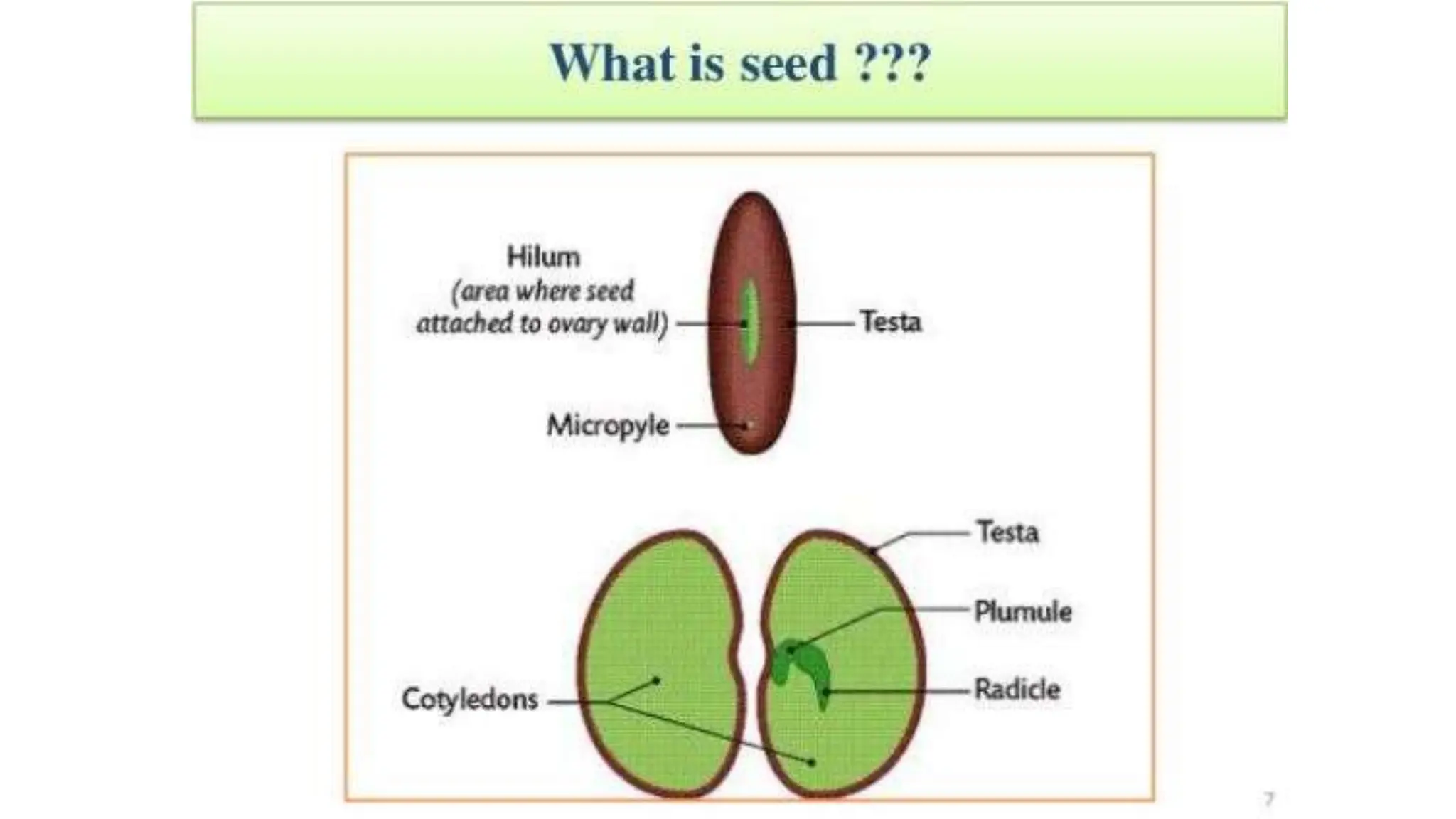 9.Seed, Classes of seed and Seed germination.pptx