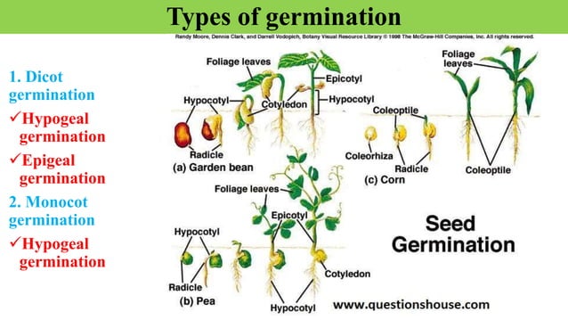 9.Seed, Classes of seed and Seed germination.pptx | Gardening | Home ...