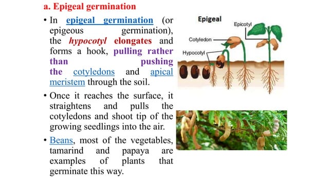 9.Seed, Classes of seed and Seed germination.pptx | Gardening | Home ...