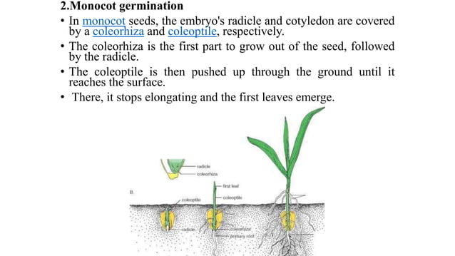 9.Seed, Classes of seed and Seed germination.pptx | Gardening | Home ...