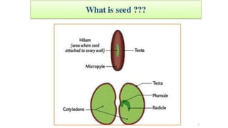 9.Seed, Classes of seed and Seed germination.pptx