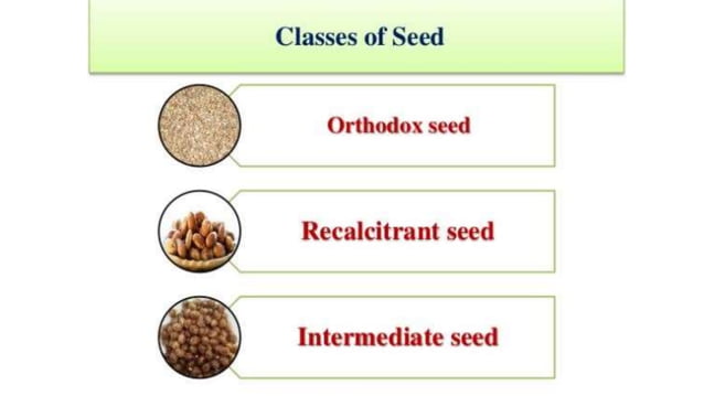 9.Seed, Classes of seed and Seed germination.pptx | Gardening | Home ...