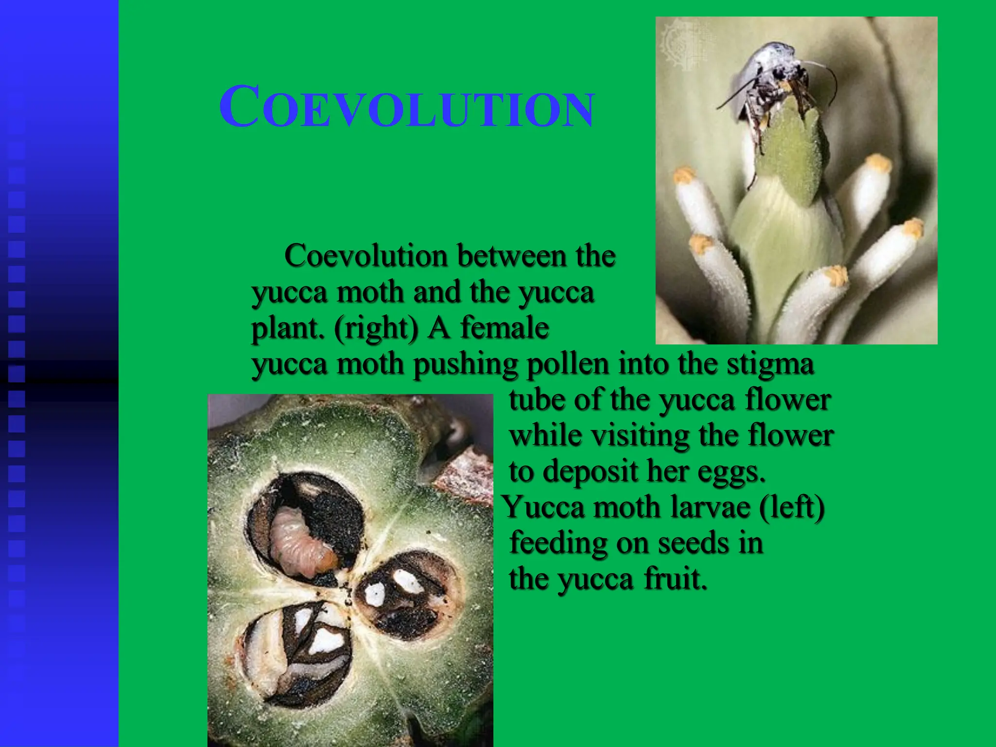 9. patterns of evolution- Charles Darwin.pdf