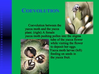 9. patterns of evolution- Charles Darwin.pdf