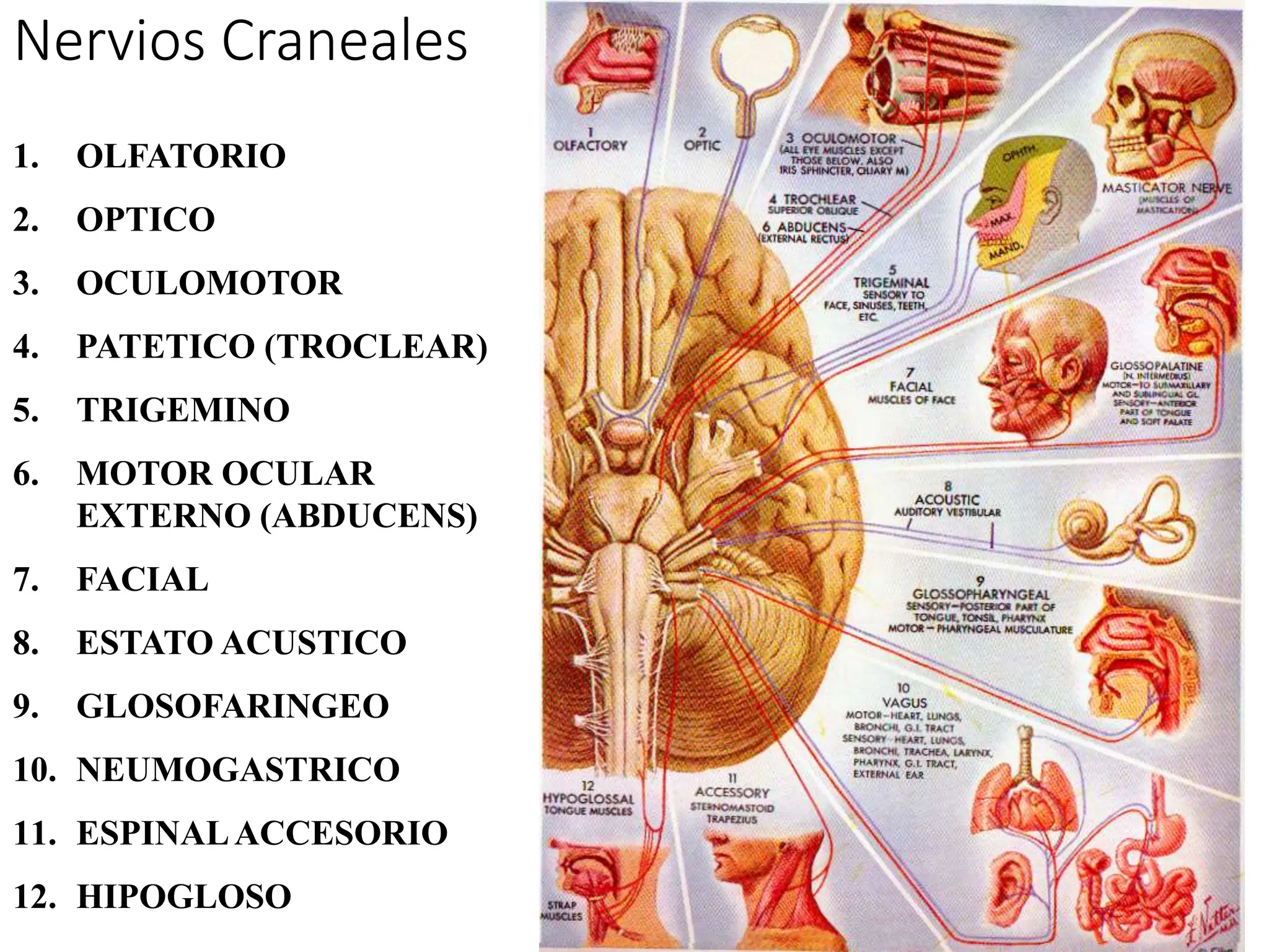 NERVIOS CRANEALES9. NERVIOS CRANEALES.ppsx