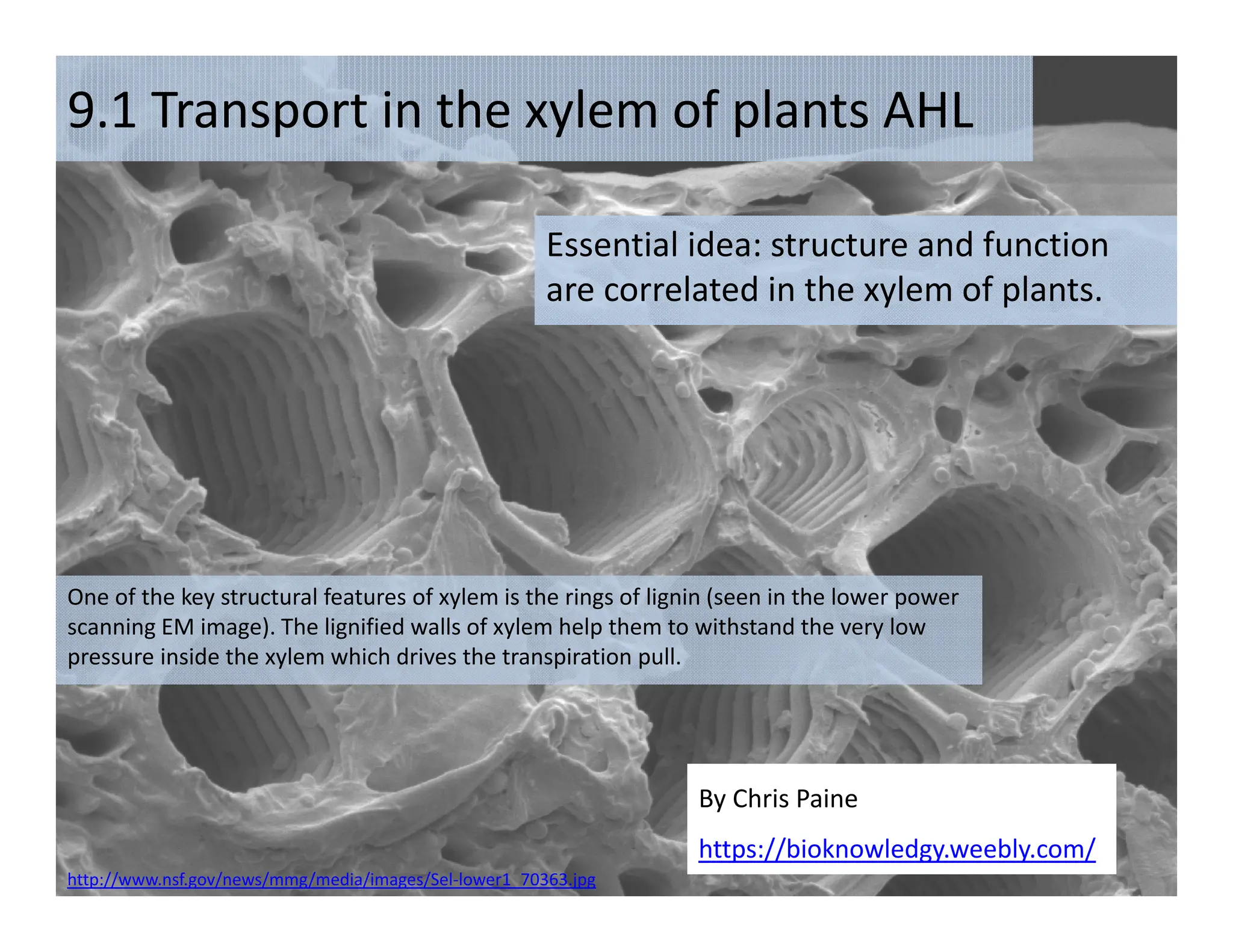 Xylem Transport in Plants - IBDP Biology | PDF