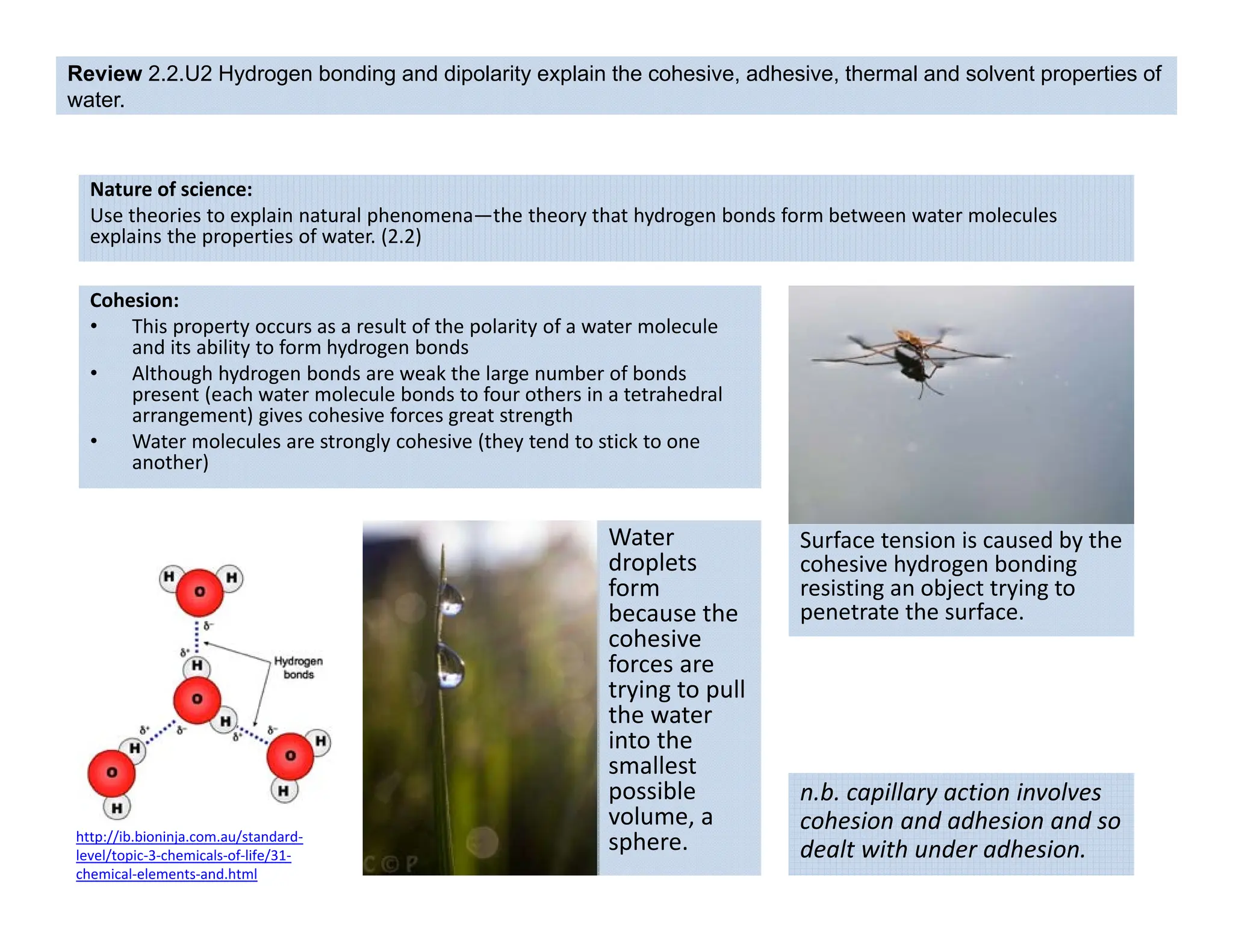 Xylem Transport in Plants - IBDP Biology | PDF
