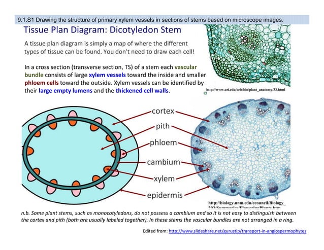 Xylem Transport in Plants - IBDP Biology | PDF