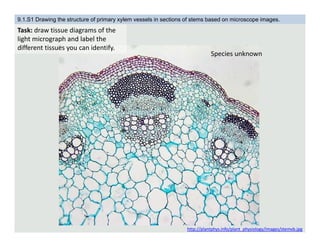 Xylem Transport in Plants - IBDP Biology | PDF