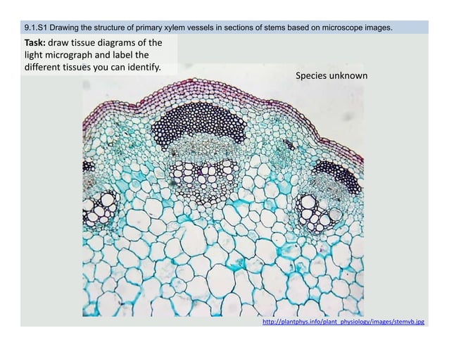 Xylem Transport in Plants - IBDP Biology | PDF