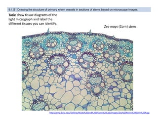 Xylem Transport in Plants - IBDP Biology | PDF