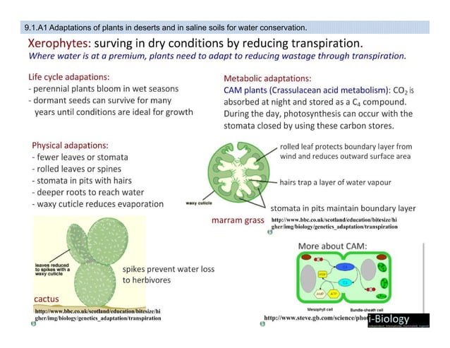 Xylem Transport in Plants - IBDP Biology | PDF