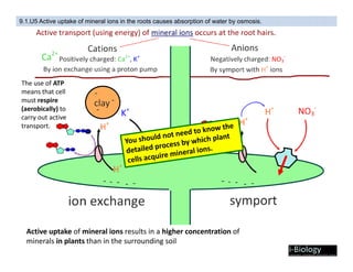 Xylem Transport in Plants - IBDP Biology | PDF