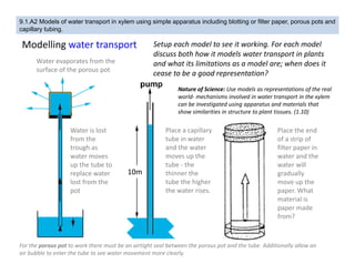 Xylem Transport in Plants - IBDP Biology | PDF