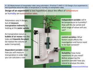 Xylem Transport in Plants - IBDP Biology | PDF