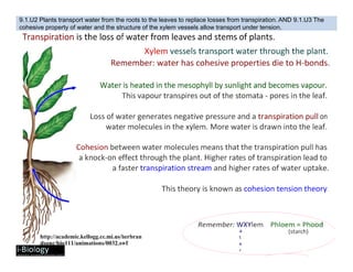 Xylem Transport in Plants - IBDP Biology | PDF