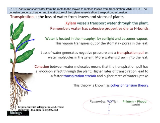 Xylem Transport in Plants - IBDP Biology | PDF