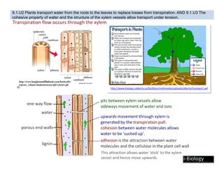 Xylem Transport in Plants - IBDP Biology | PDF