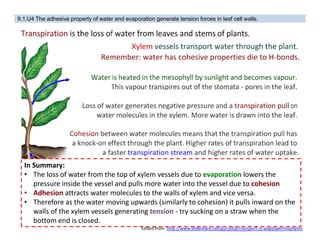 Xylem Transport in Plants - IBDP Biology | PDF
