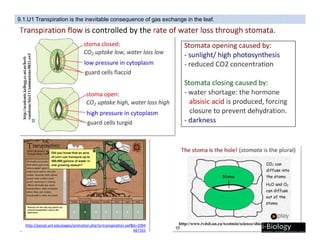 Xylem Transport in Plants - IBDP Biology | PDF