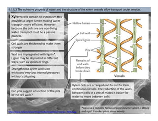 Xylem Transport in Plants - IBDP Biology | PDF